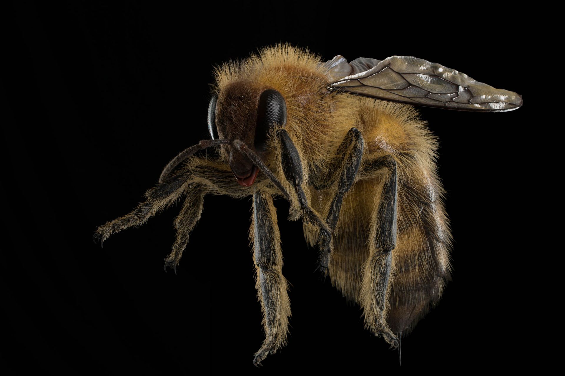 The Bug Lab Gallery | Wētā Workshop