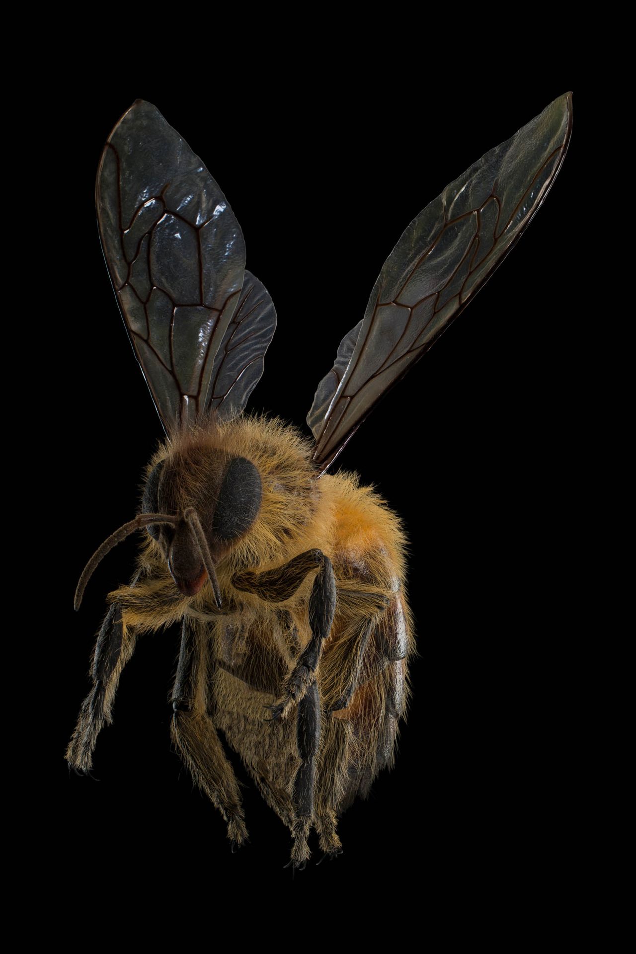 The Bug Lab Gallery | Wētā Workshop