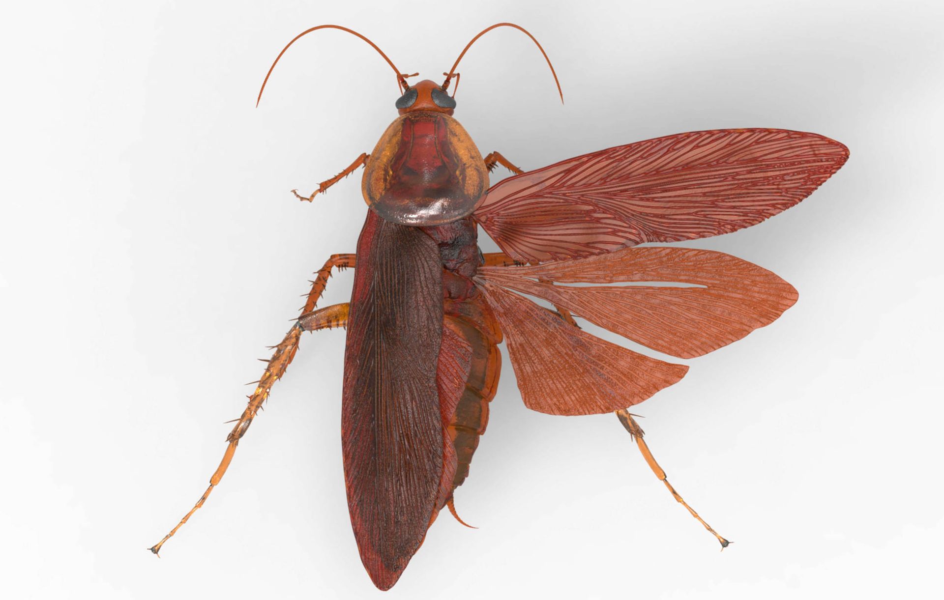 The Bug Lab Gallery | Wētā Workshop
